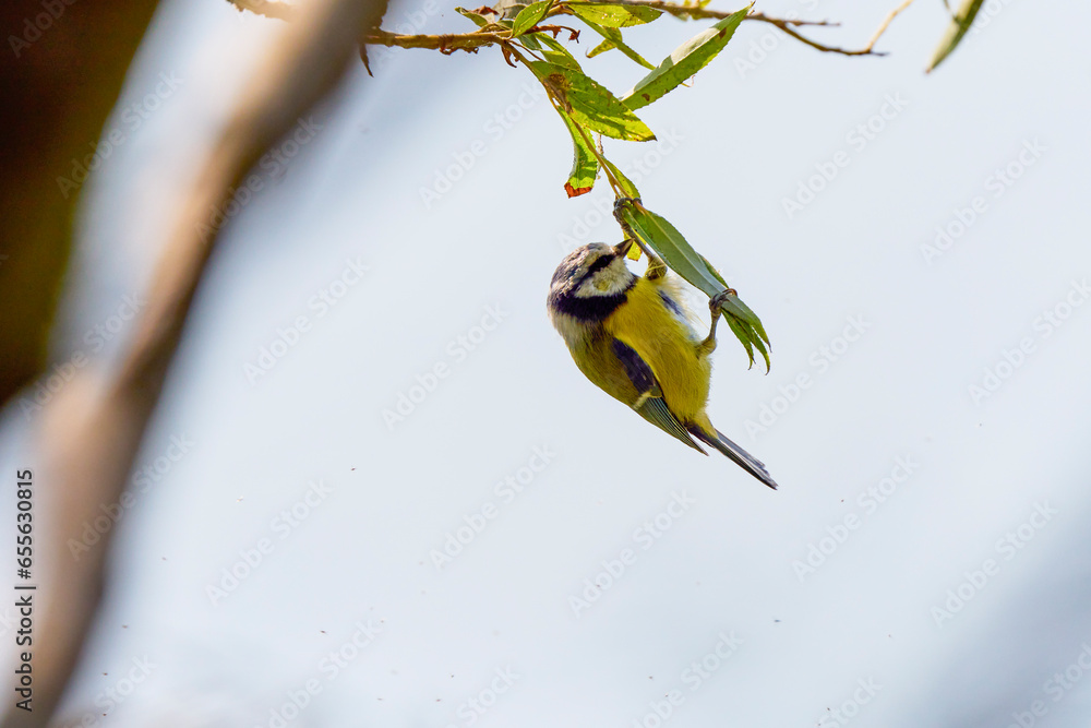 (Parus major) is a small sedentary bird of the Paridae family, widely ...