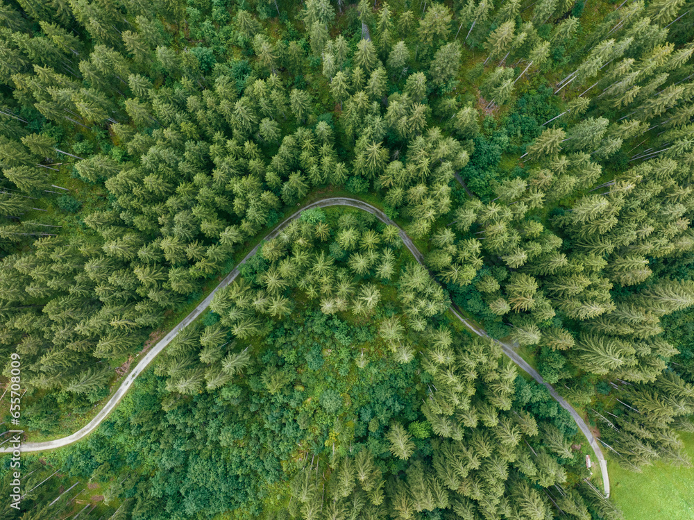 Aerial view of a walking path across the forest with trees in ...