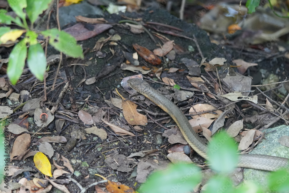 The king cobra (Ophiophagus hannah) is one of the world's most iconic ...