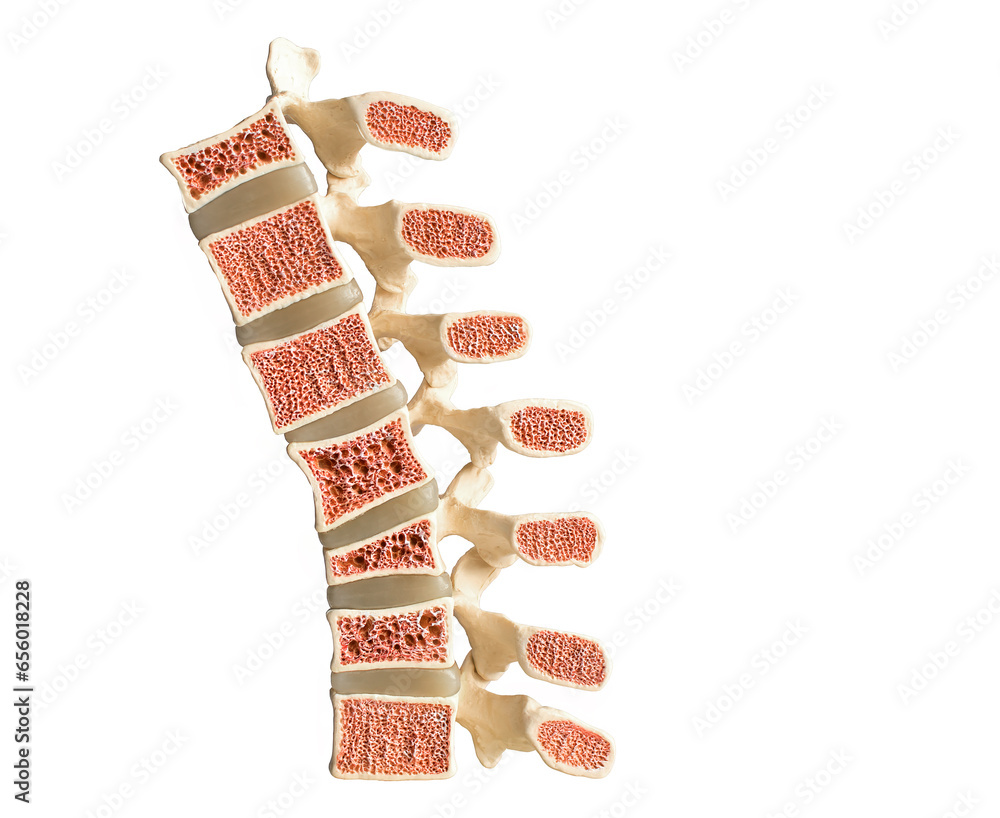 Model of the human spine isolated on a white background showing various ...