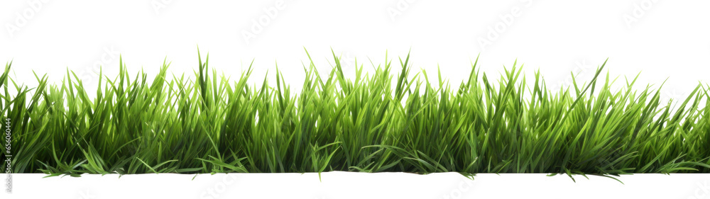 strip of green fresh grass side view, png file of isolated cutout ...