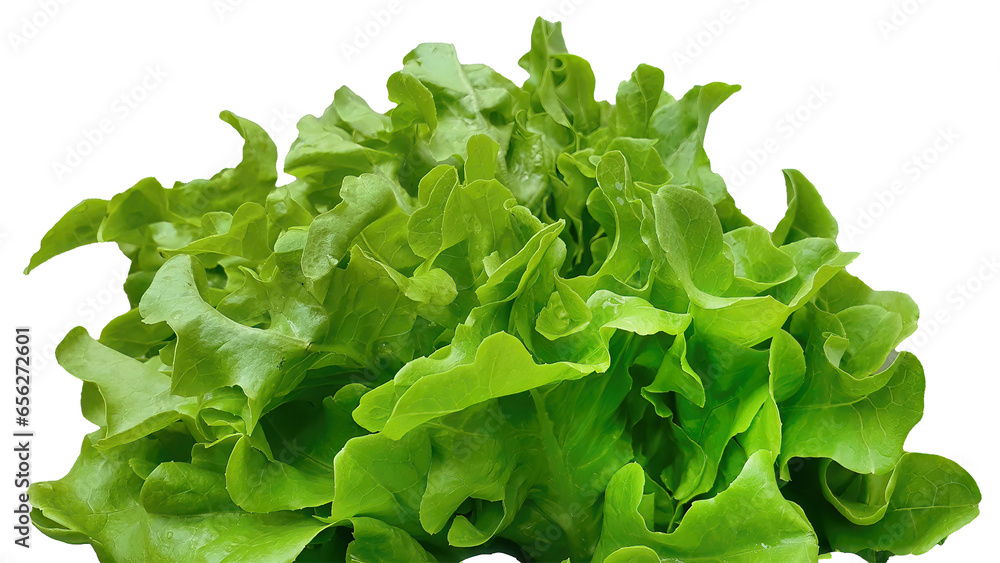 Isolated side view of green oak lettuce salad, hydroponic vegetables, fresh organic plantation ...