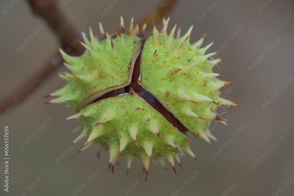 Spiky chestnut in green skin close up. Fruit tricuspid spiny capsule ...