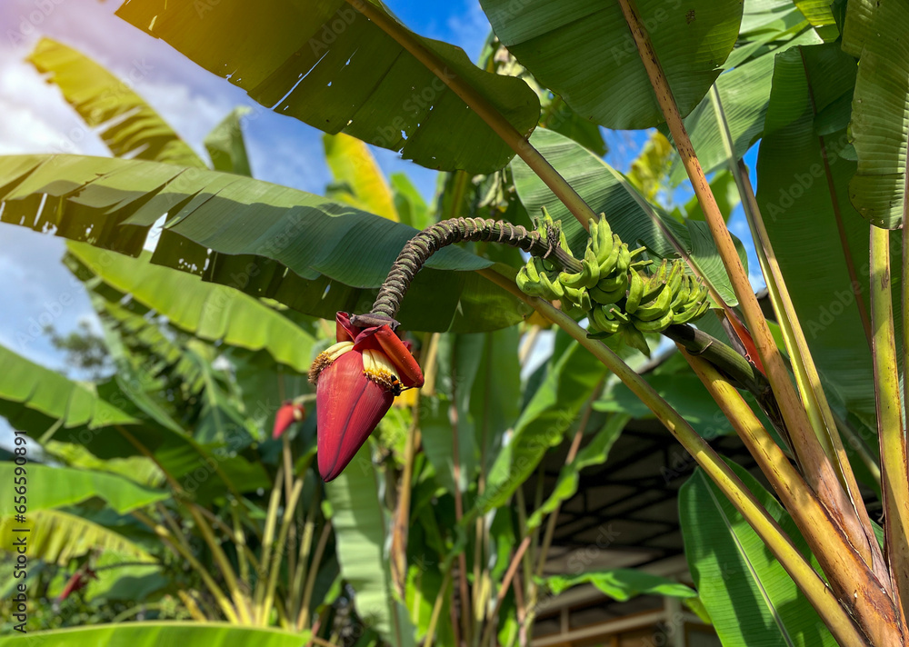 Foto de Stock Musa serpentina is a type of banana. The distinctive ...