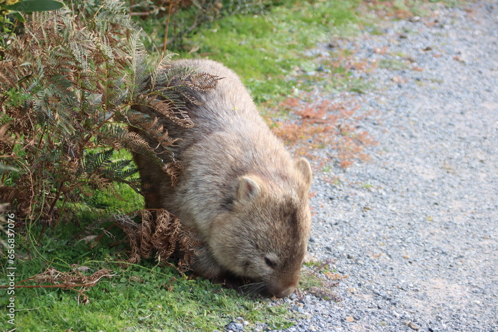 Bare-nosed Wombat (Vombatus ursinus), aka Common Wombat, Wilsons ...
