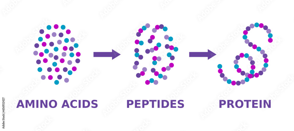 Protein structure. Amino acids, peptides, protein. Proteins formation ...