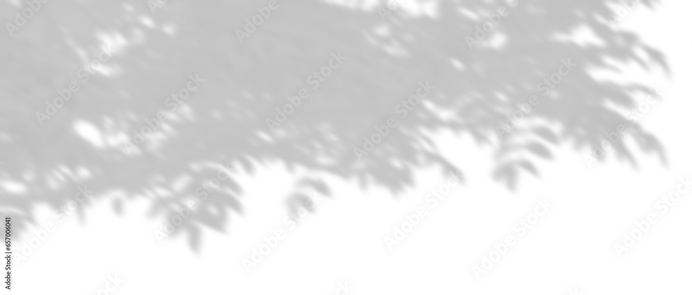 Shadow shade tree leaves over composition on transparent backgrounds 3d ...