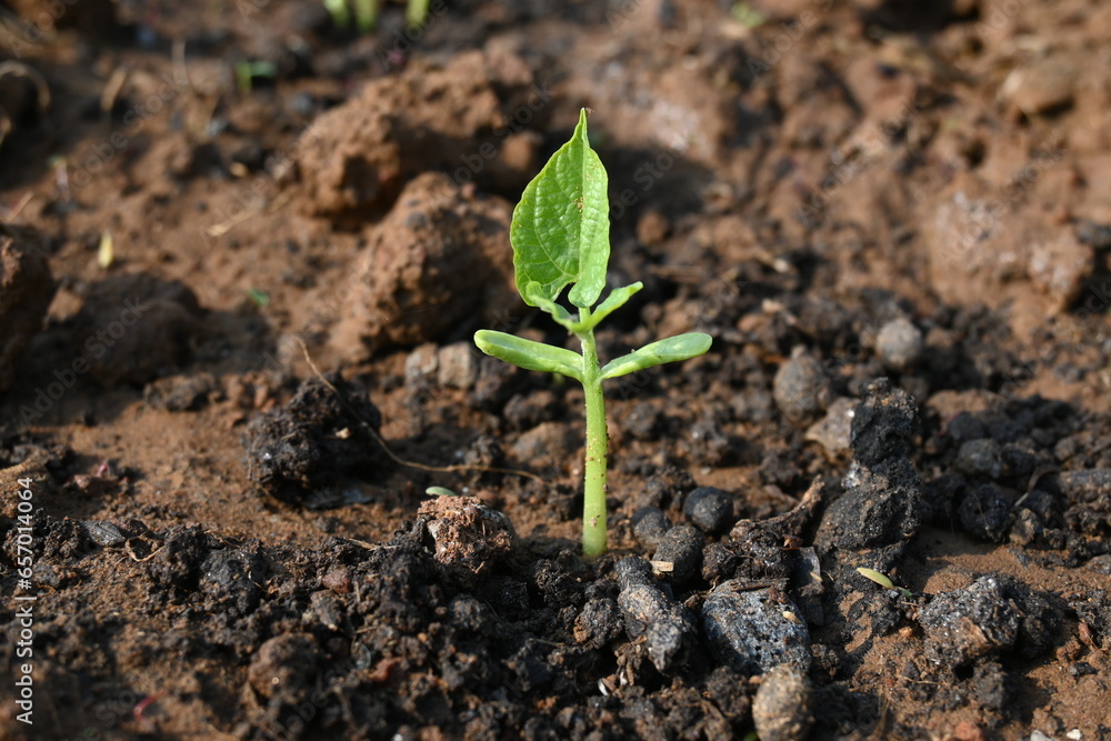 Just germinated bean plants. Beans plant grow in the vegetable garden ...