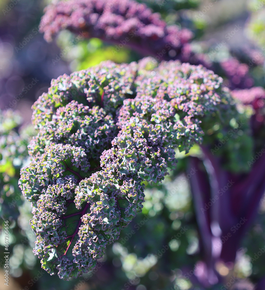 Kale or leaf cabbage, belongs to a group of cabbage (Brassica oleracea ...