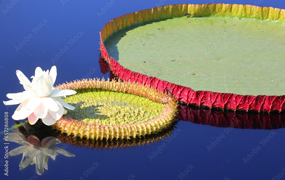 Victoria amazonica is a species of flowering plant, the largest of the ...