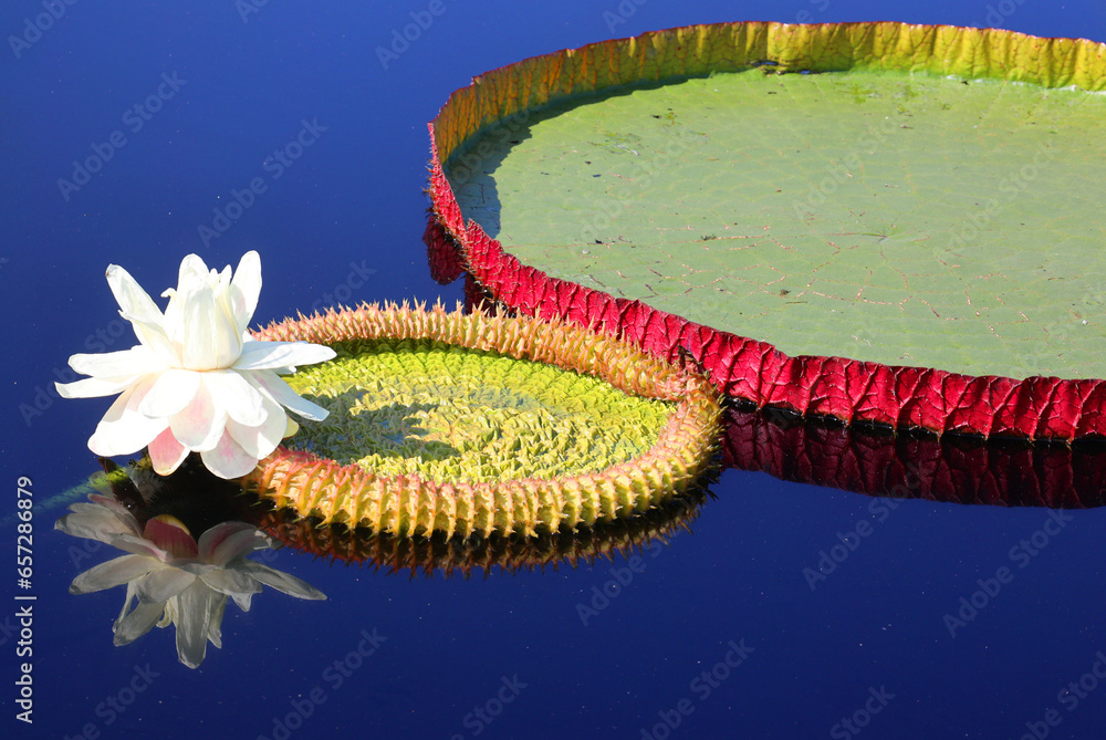 Victoria amazonica is a species of flowering plant, the largest of the ...