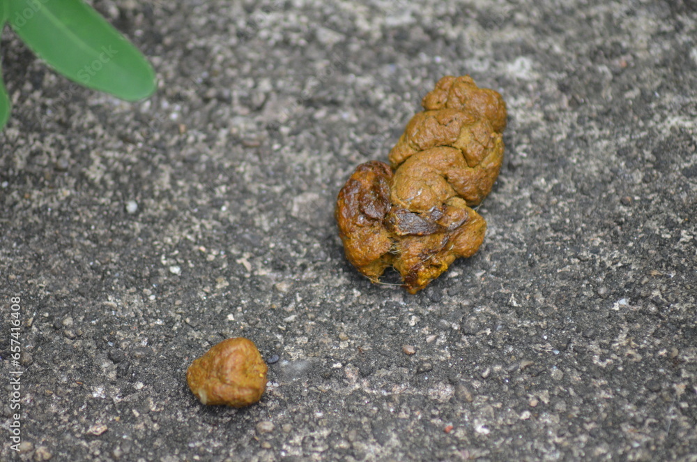 outdoor, environment, sand, small, stone, texture, pet, green, feces ...