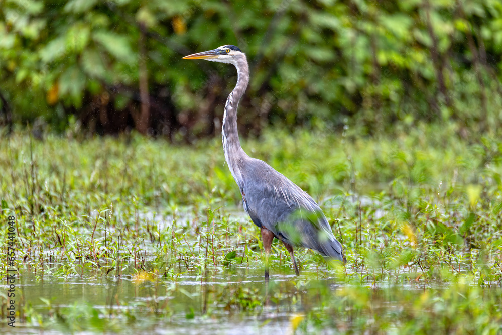 Bird great blue heron (Ardea herodias) wading in water. Refugio de Vida ...