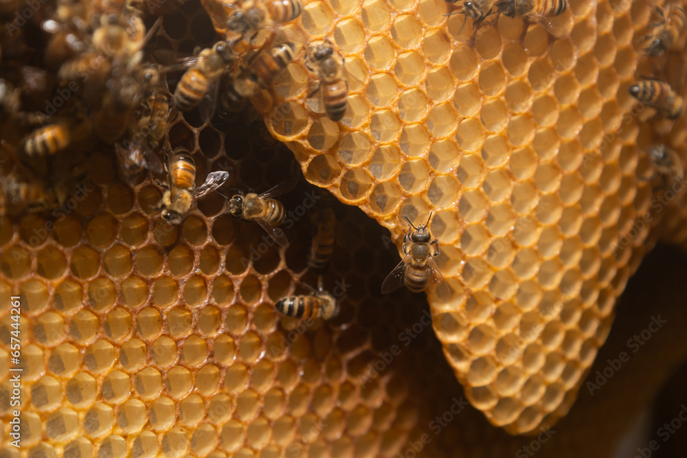 Worker Honey bees are busy bringing pollen and nectar to the hive while ...