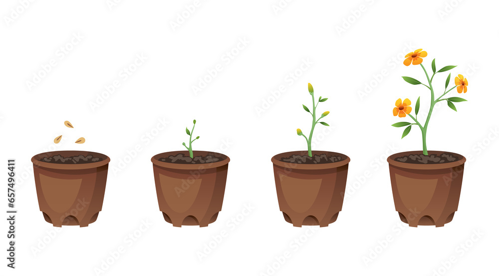 Flower growth stages in brown pot on white background. Phases from seed ...