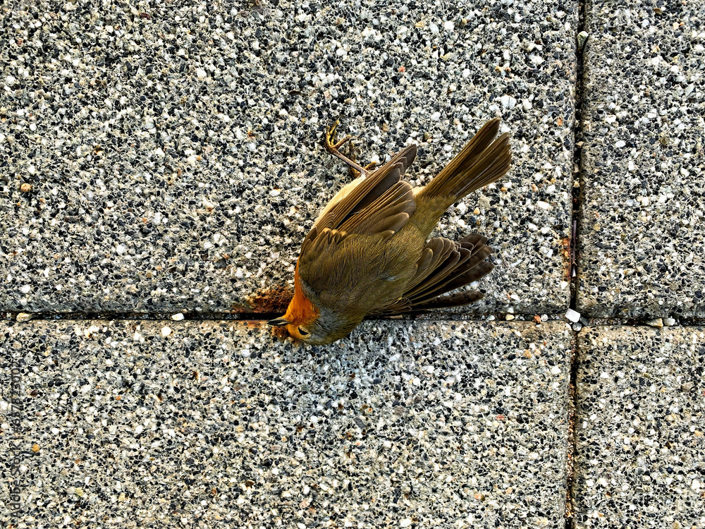Dead robin bird with a broken neck. Flew into a window pane. A dead ...