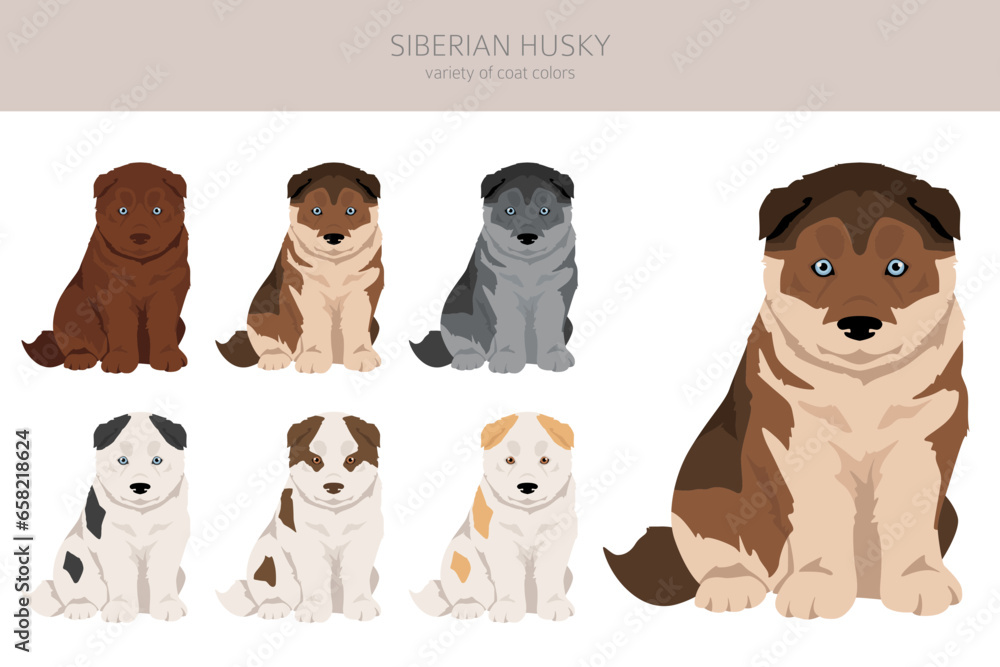 Siberian Husky puppy clipart. All coat colors set. All dog breeds ...