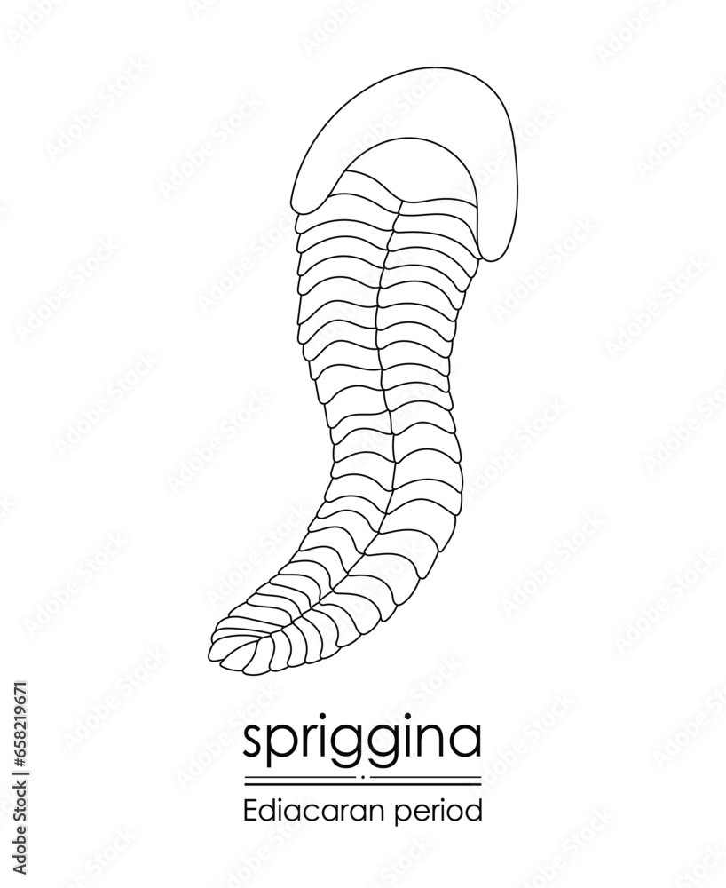 Spriggina, an Ediacaran period creature, black and white line art ...