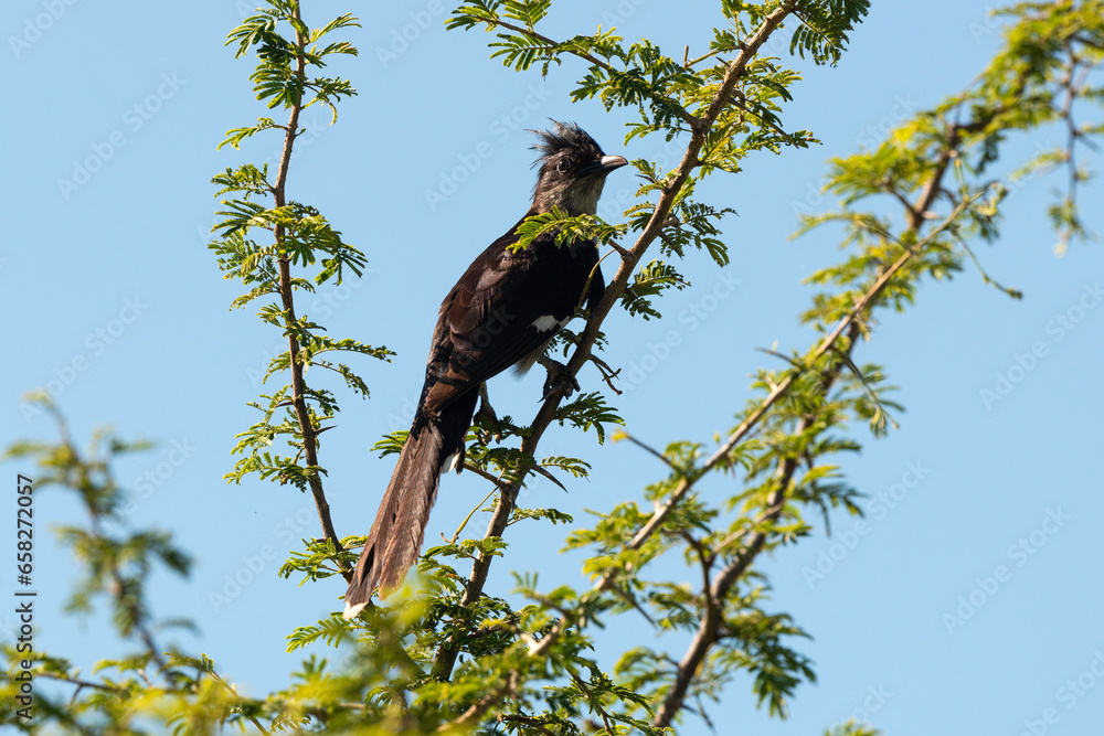 Coucou jacobin,.Clamator jacobinus, oxylophus jacobinus, Jacobin Cuckoo ...
