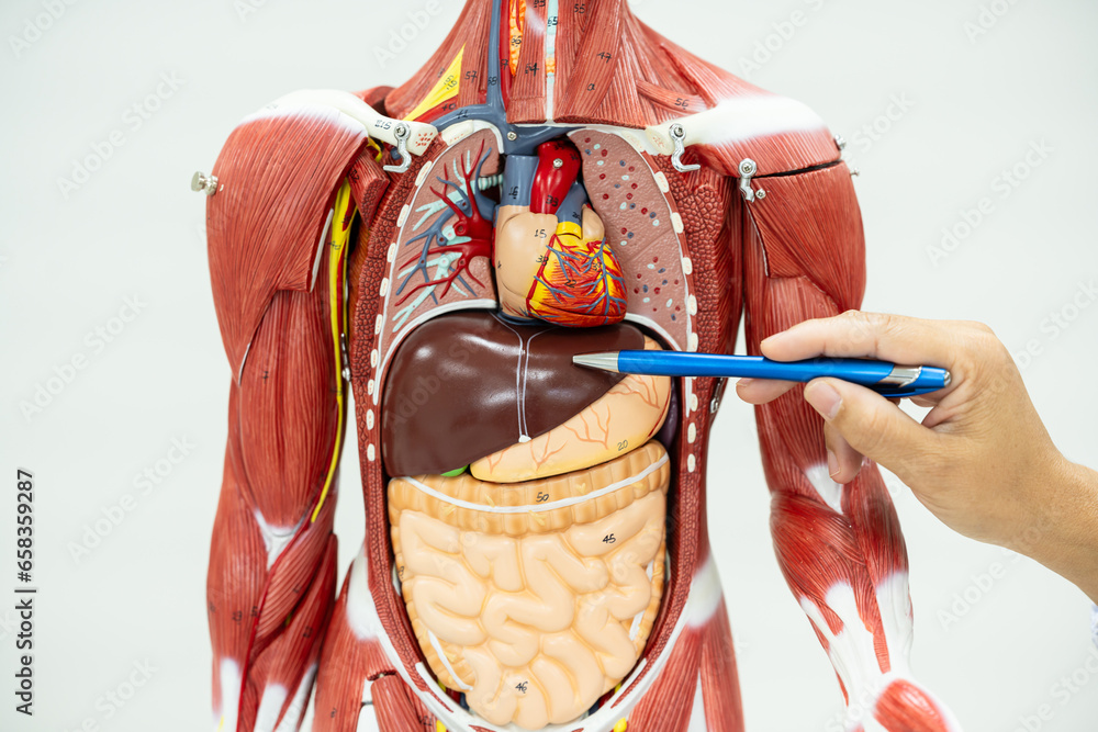 Anatomy human body model isolated on white background.Part of human ...