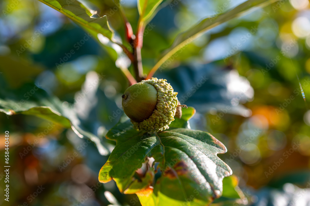 burr oak acorn close-up with leaves on the tip of a branch in early ...
