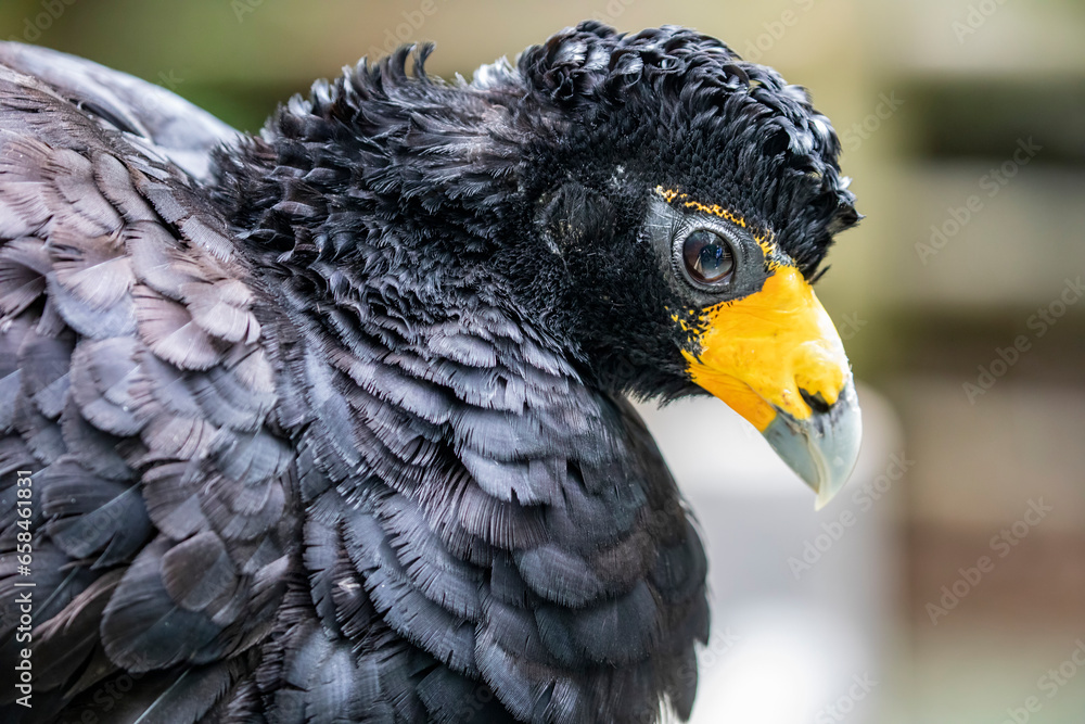 The black curassow (Crax alector) is a species of bird in the family ...