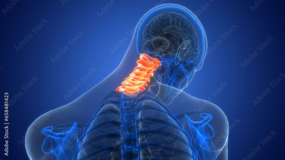 Spinal Cord Vertebral Column Cervical Vertebrae of Human Skeleton ...
