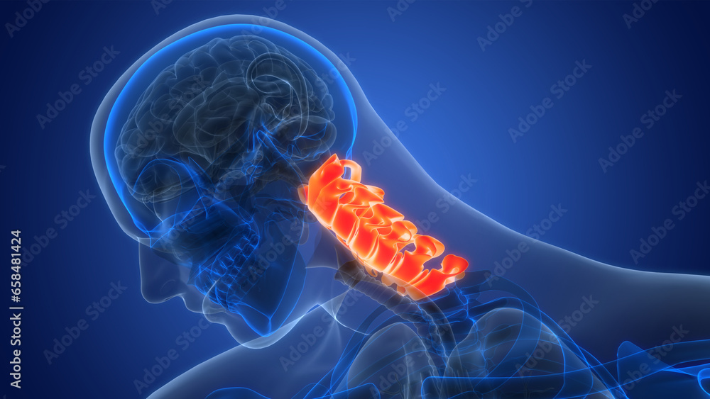 Ilustración de Stock Spinal Cord Vertebral Column Cervical Vertebrae of Human Skeleton System ...