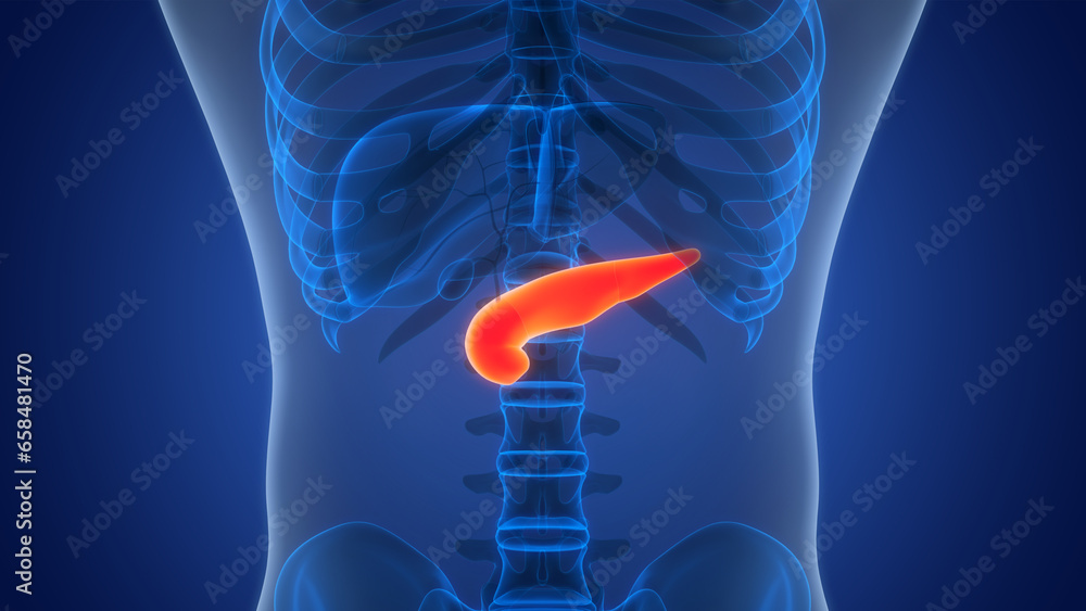 Human Internal Organ Pancreas Anatomy Stock Illustration | Adobe Stock