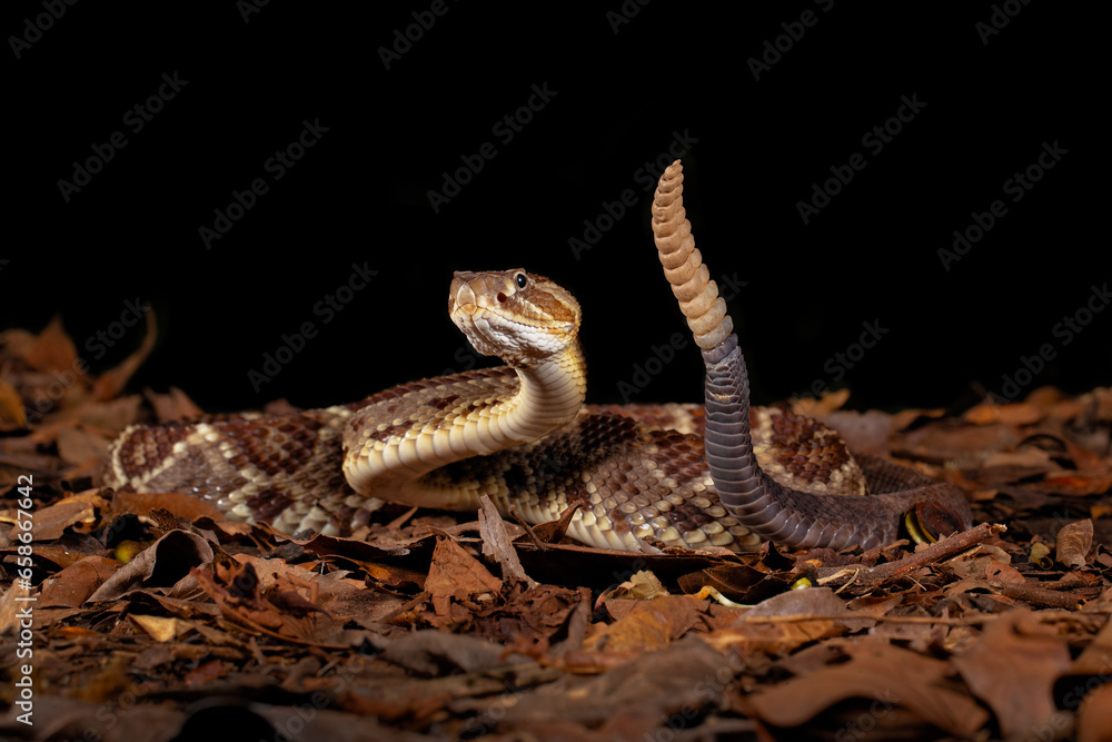 Crotalus simus is a venomous pit viper species found in Mexico and ...
