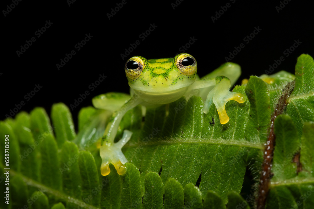 Hyalinobatrachium valerioi, sometimes known as the La Palma glass frog ...