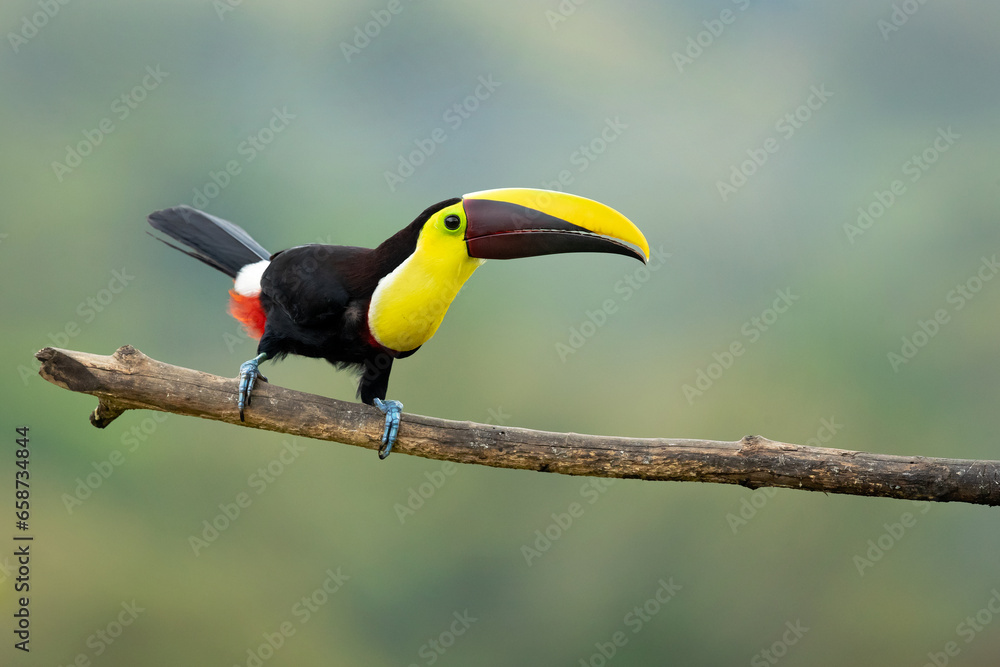 The yellow-throated toucan (Ramphastos ambiguus) is a Near Threatened ...