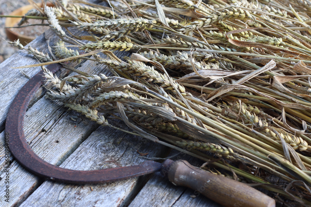Harvest Festival woman hand weaving corn dolly for Harvest Festival in ...