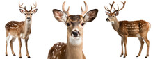 European Fallow Deer, Animal Free Stock Photo - Public Domain Pictures