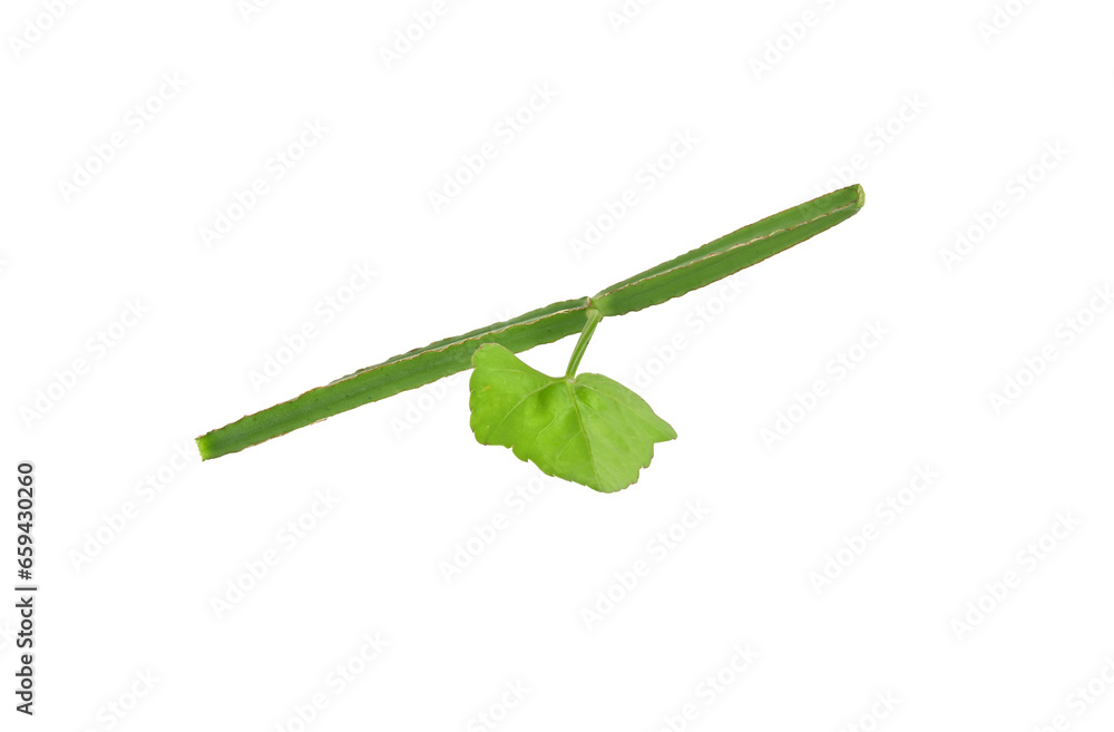Cissus quadrangularis L. , pirandai or veldt grape on transparent png ...
