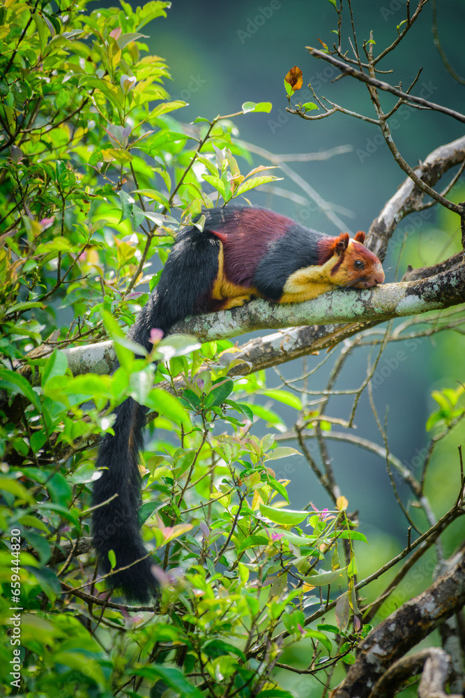 Malabar Giant Squirrel, Indian Giant Squirrel, Squirrel jumping, giant ...