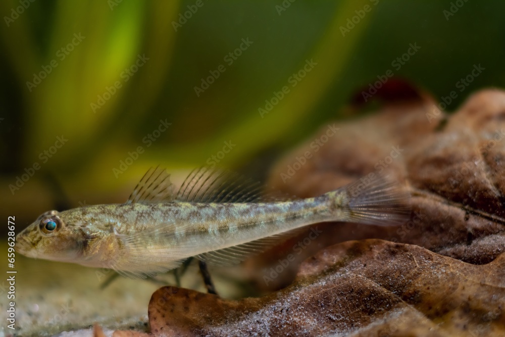 wild monkey goby in camouflage color relax on oak leaf litter, Southern ...