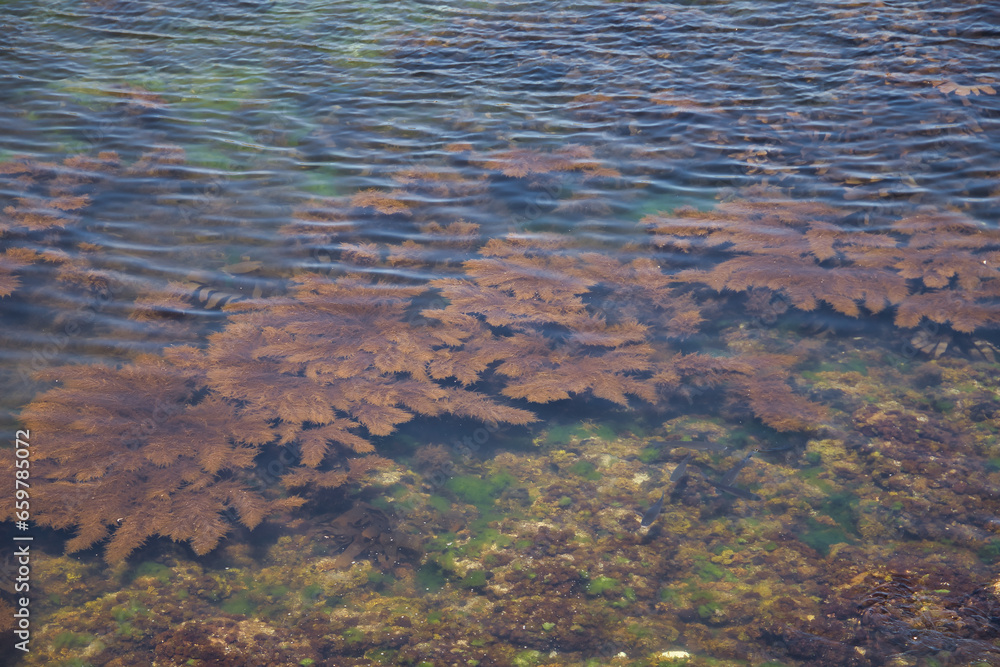 Detail of different types of algae near the coast of the Atlantic Ocean ...