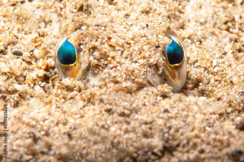 Greater weever fish (Trachinus draco) buried underwater in the sandy ...