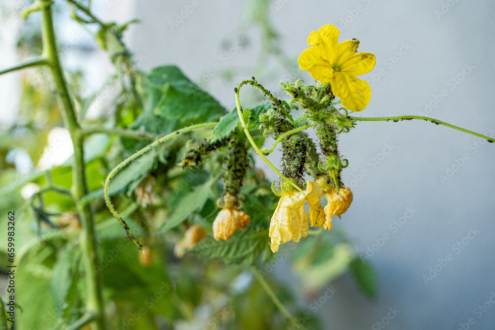 Black aphids on cucumbers. A harmful insect on the plant in the garden ...