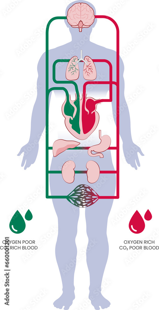 Blood circulation system. Stylized heart anatomy, diagram. Human ...