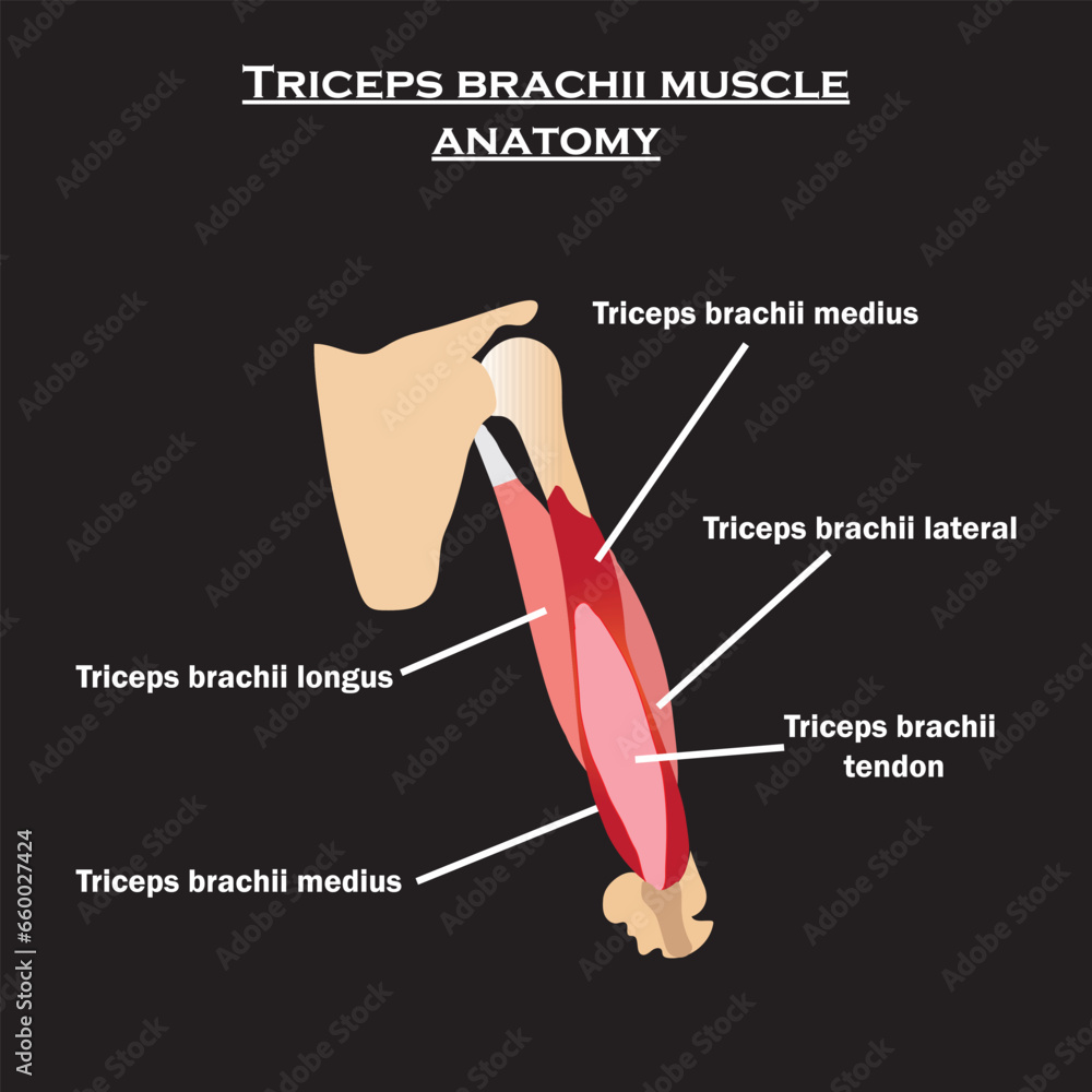 Triceps brachii muscle anatomy diagram. Vector illustration. Stock ...