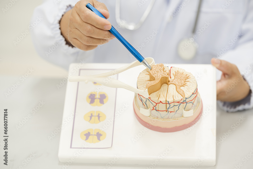 Orthopedic surgeon showing anatomy model human spinal cord on white ...