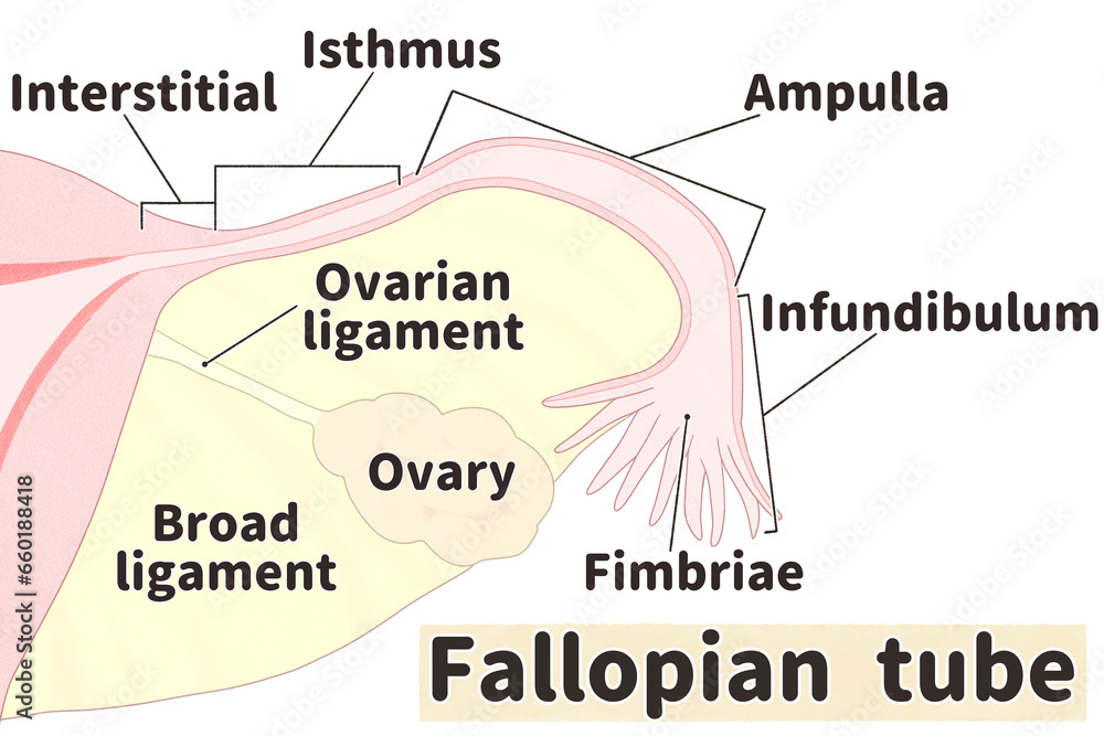 Fallopian tube labeled diagram; Female reproductive system PNG Stock ...