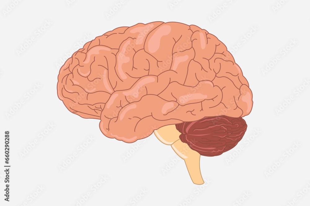 Human brain vector illustration. side view of brain with cerebrum ...