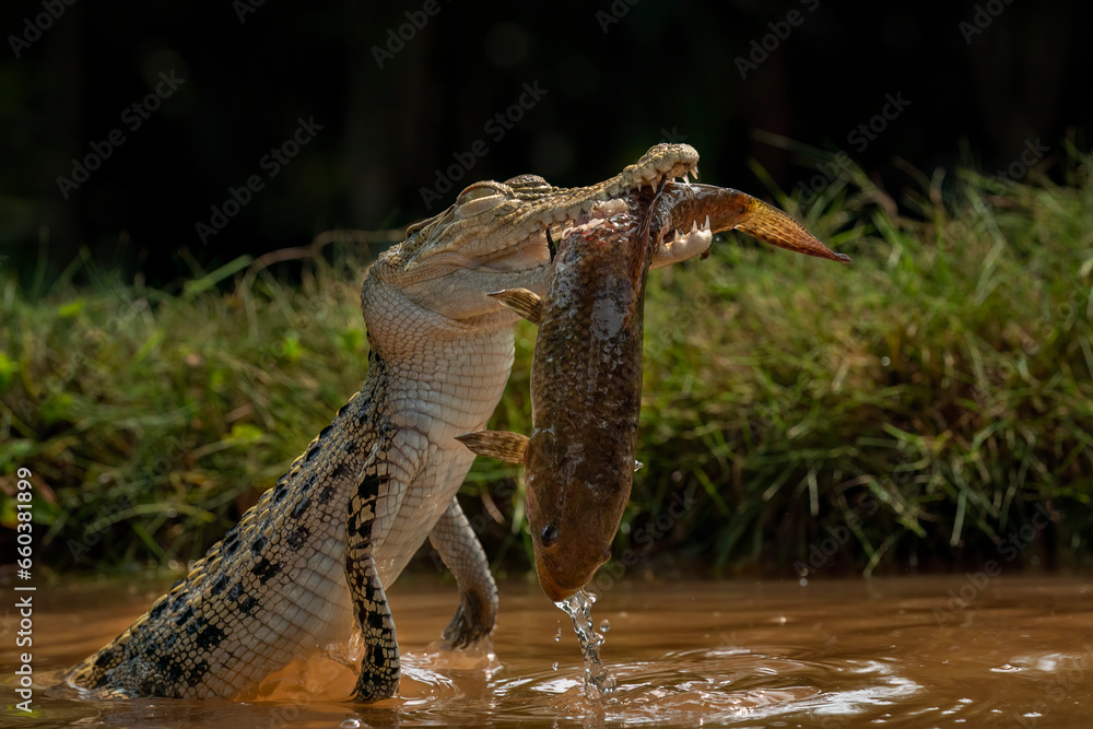 The Saltwater Crocodile (Crocodylus porosus) is catching a fish as its ...