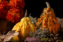 Two Pumpkins And Yellow Mums Free Stock Photo - Public Domain Pictures