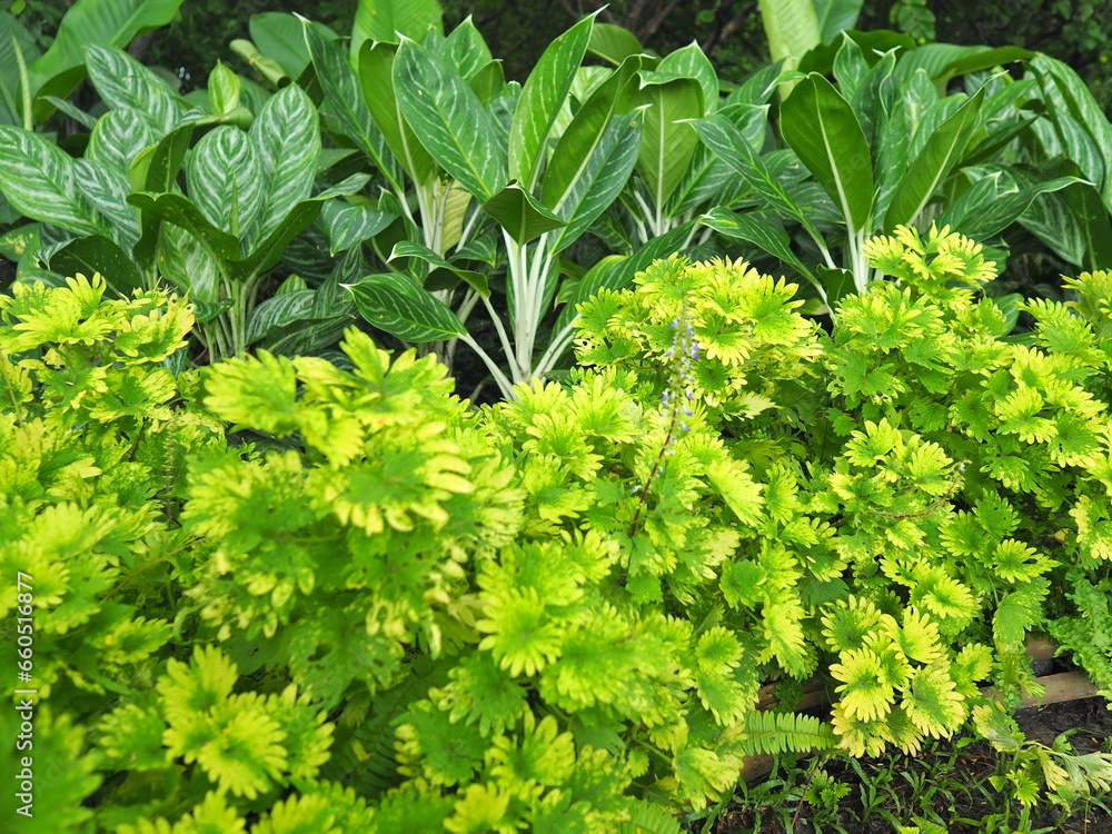 Coleus (Coleus blumei), green-yellow in the garden. Coleus is a small ...