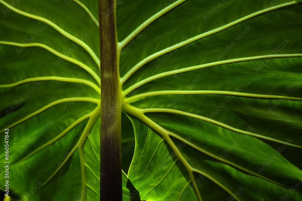 Large green taro leaves texture with forest greenery natural background ...