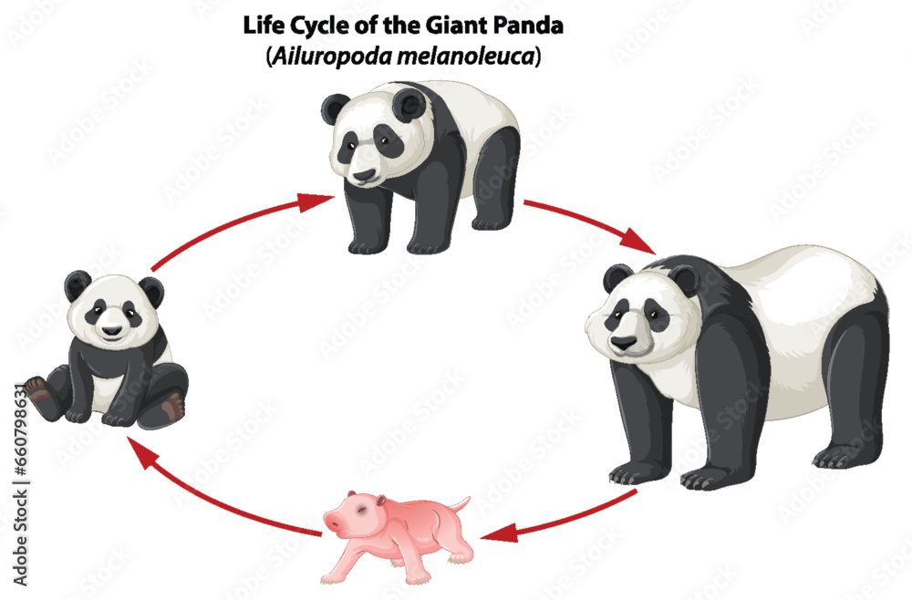 Biology Study: Panda Life Cycle Infographic Stock Vector | Adobe Stock
